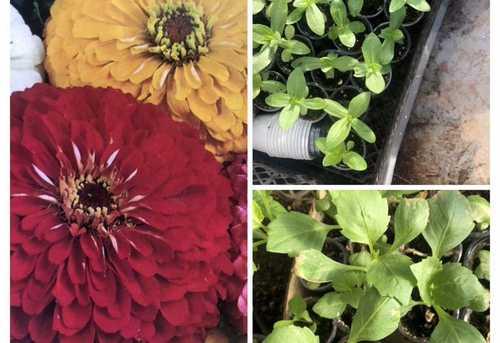 Рассада однолетних цветов