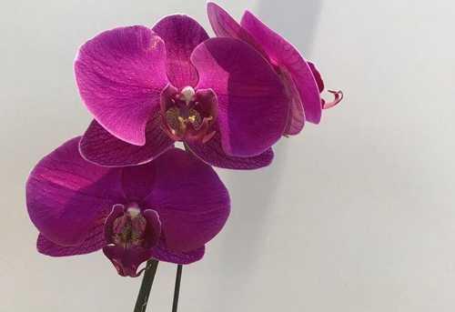 Орхидея блек Фейс