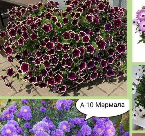 Цветы набором