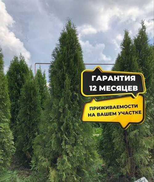 Туя Брабант