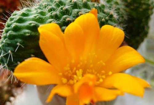 Цветы замиокулькас Сансевиерия кактус суккулент