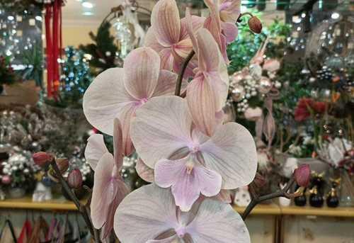 Орхидея фаленопсис 1 st Биг лип