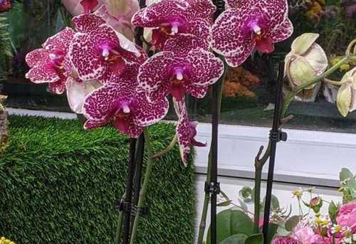 Орхидея сказочный "Сезам"