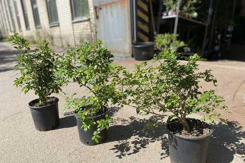 Муррайя паникулата/murraya paniculata