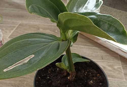 Мединилла Medinilla magnifica