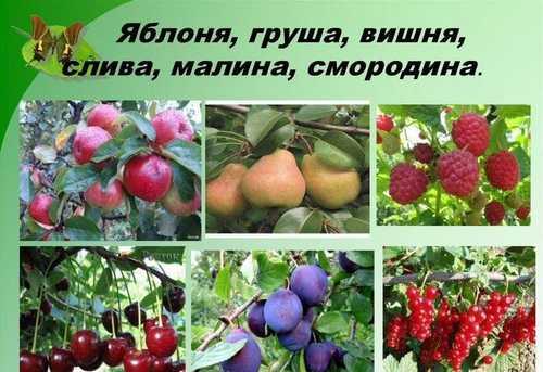 Саженцы плодово-ягодные, декоративные из питомника