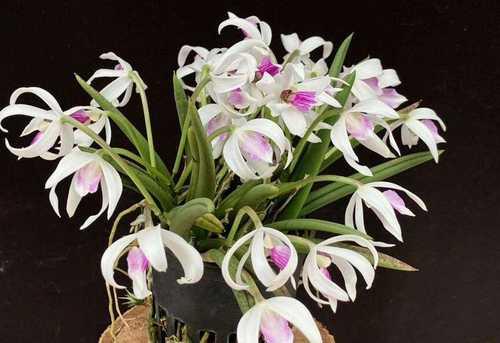 Мини-орхидеи leptotes/den.delacourii/bellatulum
