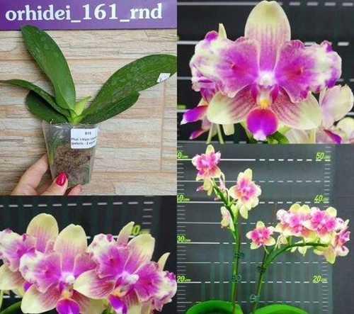 Орхидея I-Hsin Venus бабочка