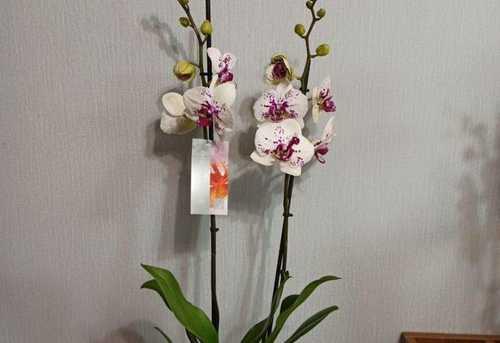 Орхидея фаленопсис, 2 ствола