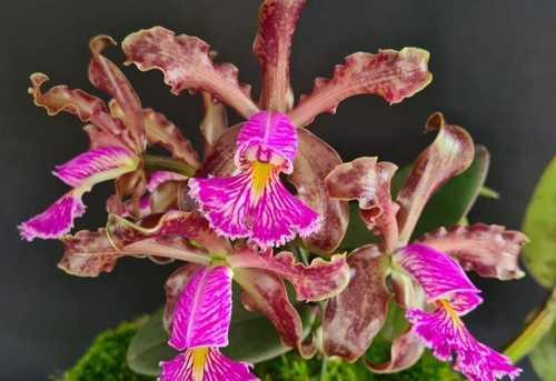 Орхидея. Каттлея. cattleya schilleriana