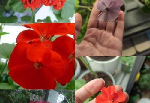 Пеларгония герань (пищевые цветы)