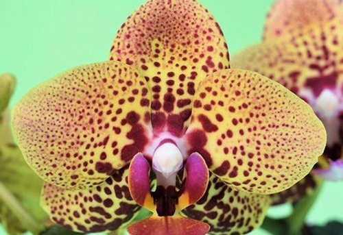 Орхидея Phal. Lucky Leopard '05218'