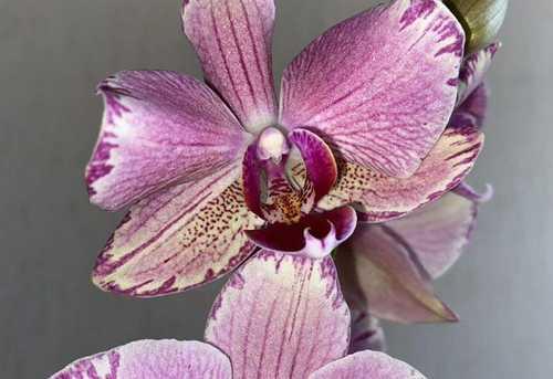 Шикарная Орхидея фаленопсис пират