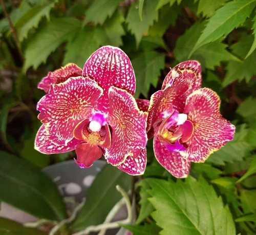 Орхидея фаленопсис бабочка IHsin Cherry Bomb