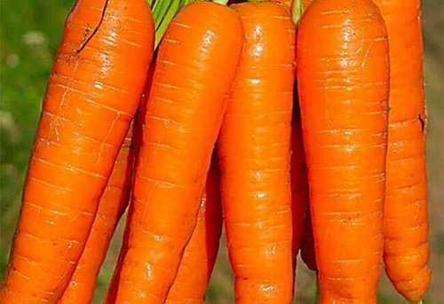 Морковь свежая домашнияя