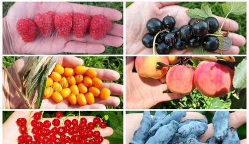 Саженцы плодово-ягодных культур районированные
