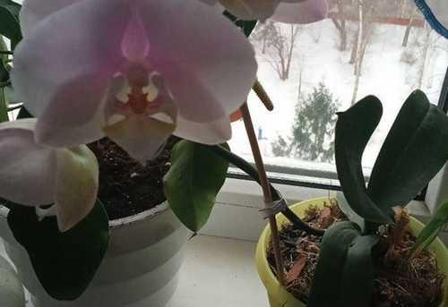 Орхидея фаленопсис. Утеплю при продаже