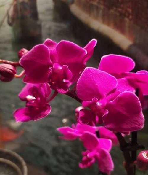 Орхидея фаленопсис миди