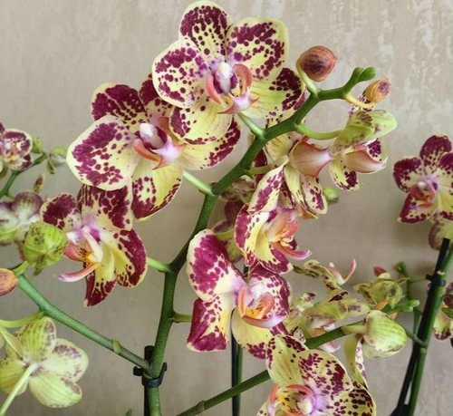 Орхидея клубничный пирог