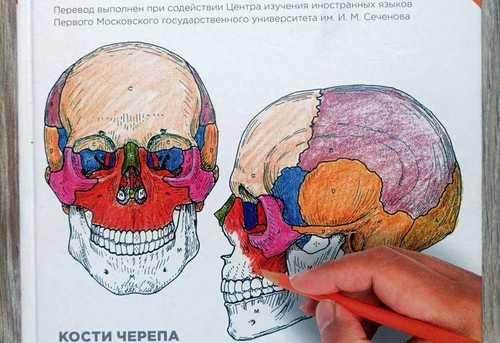 Анатомия человека. Атлас-раскраска