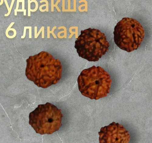 Рудракша 6 ликая