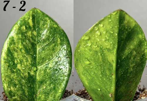 Вариегатный Замиокулькас "Грин он Грин"