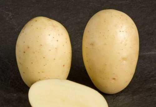Семенной картофель джура