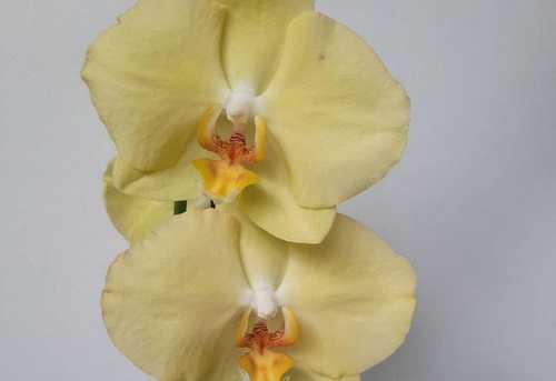 Орхидея фаленопсис Феррара
