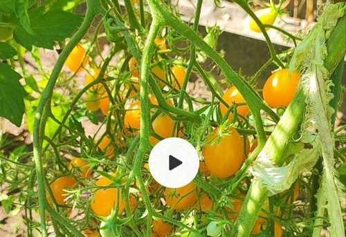 Семена томата -Гном желтый