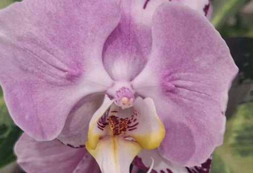 Орхидея Фаленопсис Арт Нуво (мутация Бабочка )
