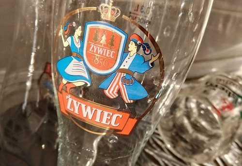 Zywiec 0,33 Бокал пивной