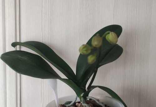 Орхидея сортовая Аладдин