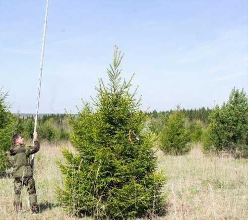 Ель обыкновенная 4-4,5м с доставкой и посадкой
