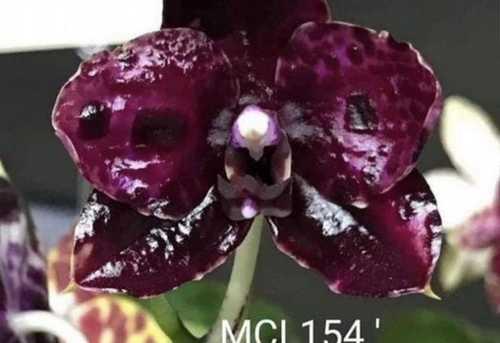 Орхидея MCL 154 Mituo Reflex DD Blueberry Gem