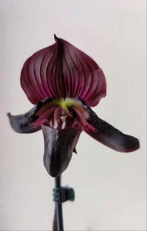 Орхидея башмачок пафиопедилум чёрный