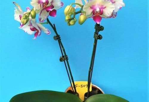 Орхидея фаленопсис 5076