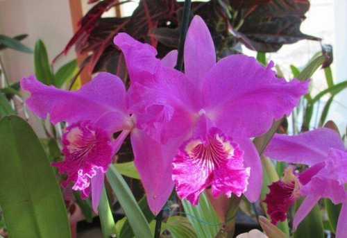 Орхидея каттлея Cattleya lueddemanniana rubra