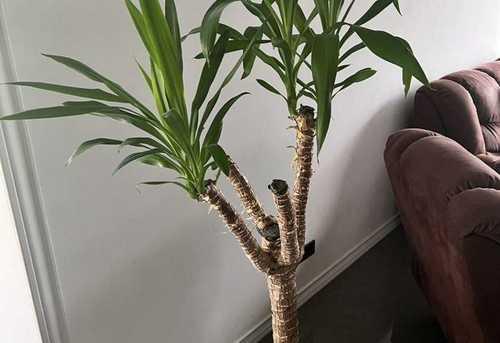 Юкка домашнее растение пальма