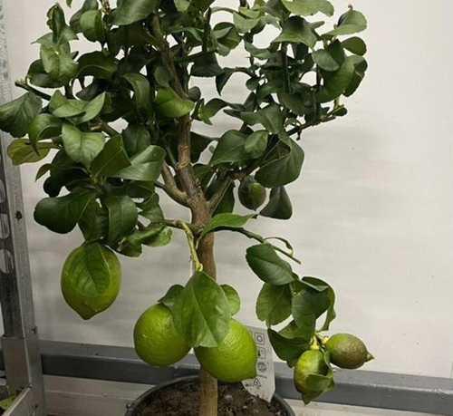 Лимонное дерево Цитрофортунелла Премиум 89 см
