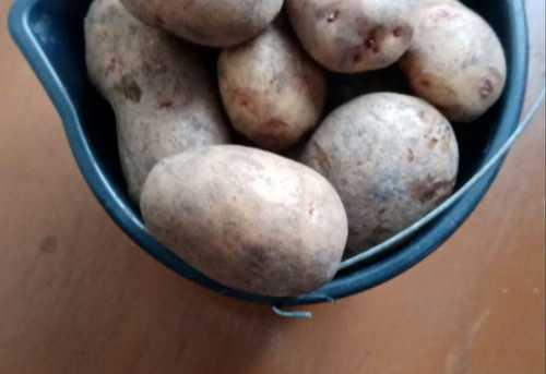 Картофель