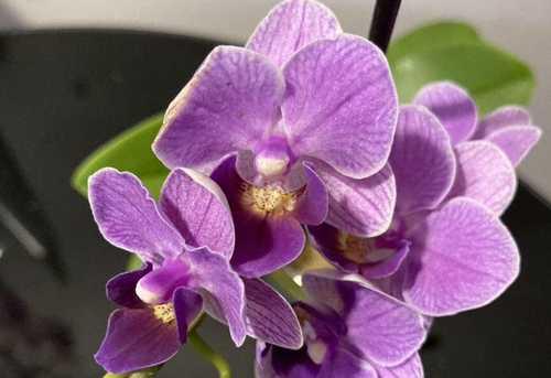 Орхидеи цветушие ароматные