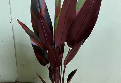 Кордилина декоративное растение