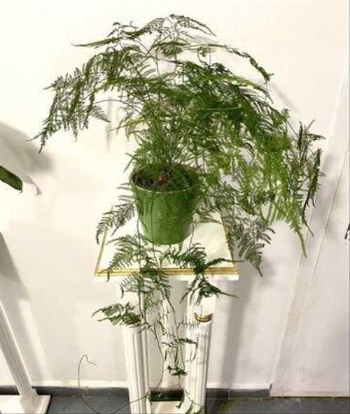 Комнатное растение Аспарагус Сетацеус