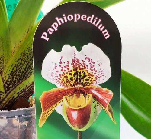 Орхидея пафиопедилум Американский гибрид