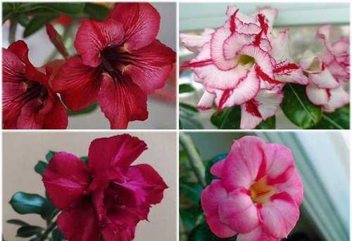 Адениум (Adenium), сортовые черенки наборами