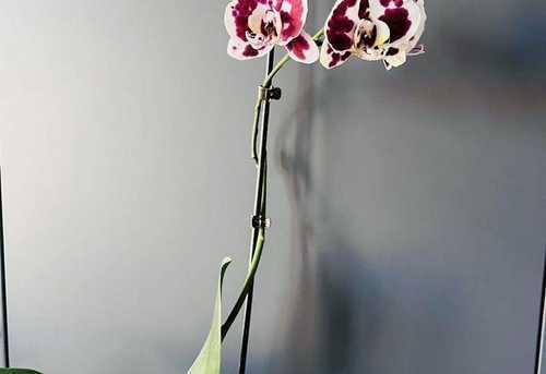 Орхидея каскад