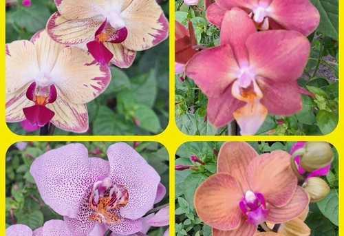 Сортовая орхидея фаленопсис - 5