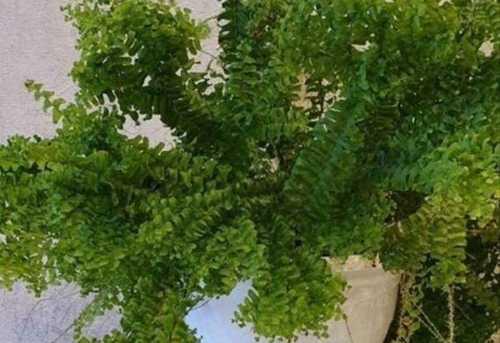 Папоротник cordifolia handy веерный