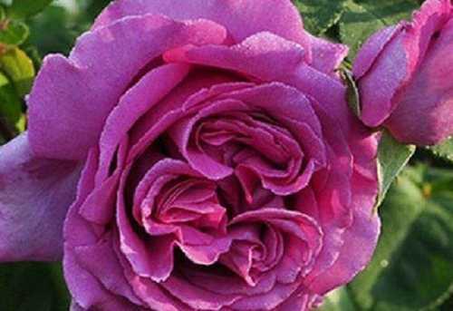 Роза сиренево-лавандовая