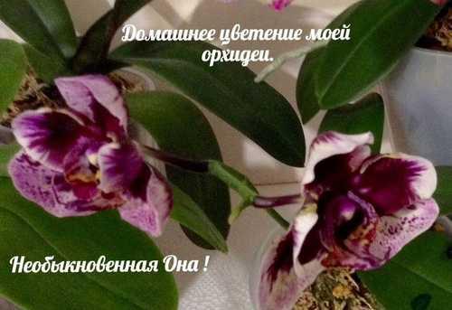 Орхидея Бабочка PF-5892